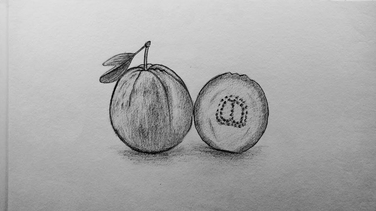 How to draw Guava easy and step by step or shading for beginners ...