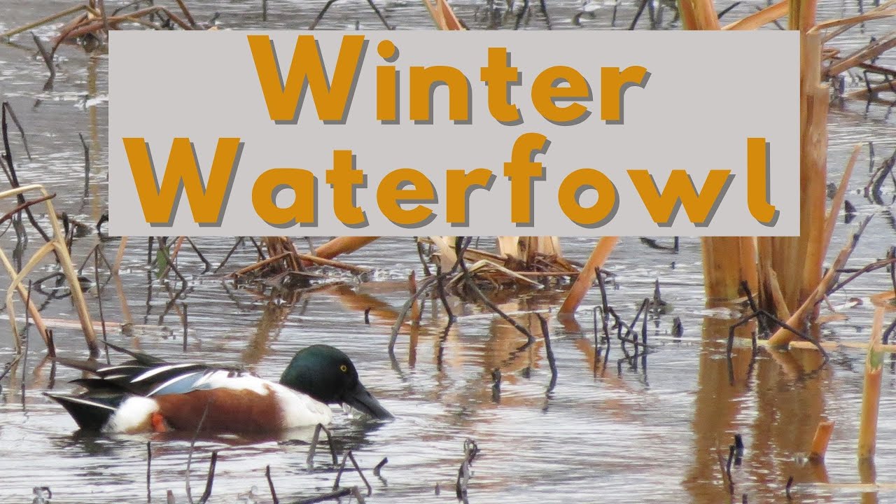 Northern Shoveler, American Coot, Green Winged Teal and More Winter ...