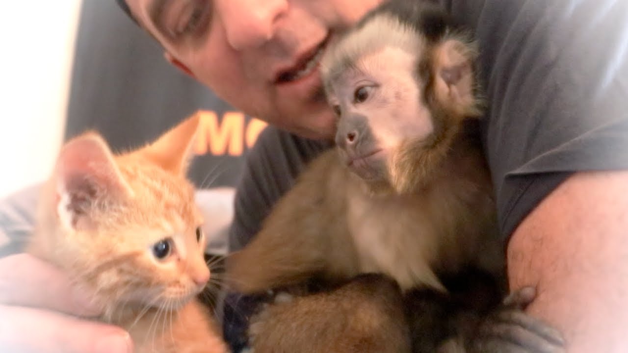 Baby Monkey Meets Cute Adopted Kitten! - YouTube