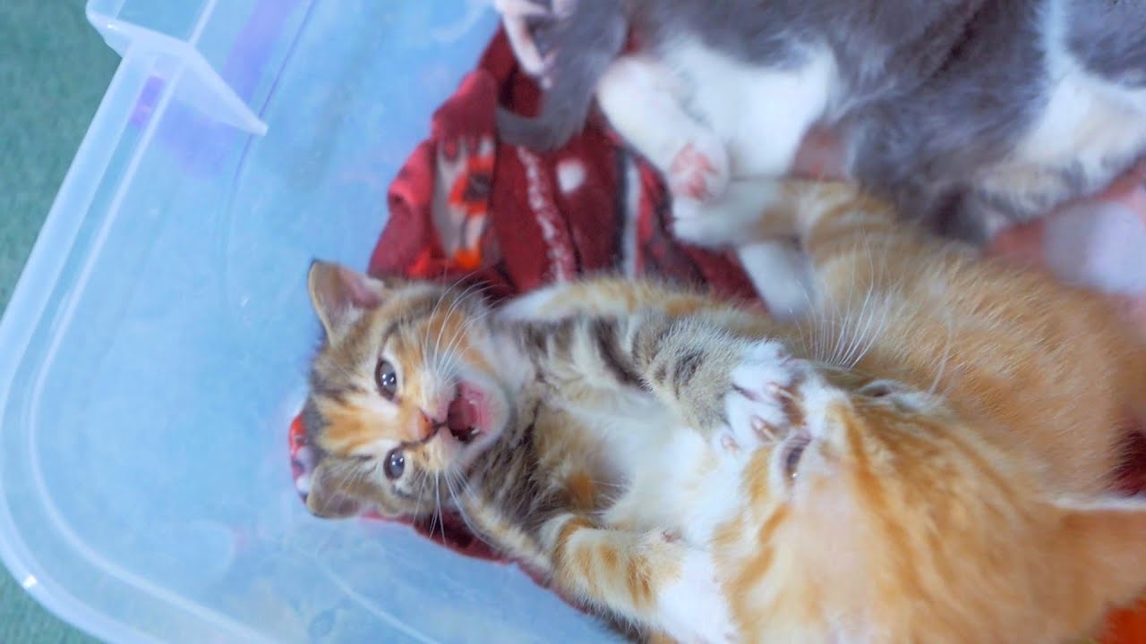 Box Full Of Cute Kittens | Four Little Warriors - YouTube