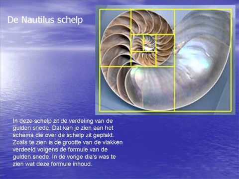 De gulden snede in dieren - YouTube