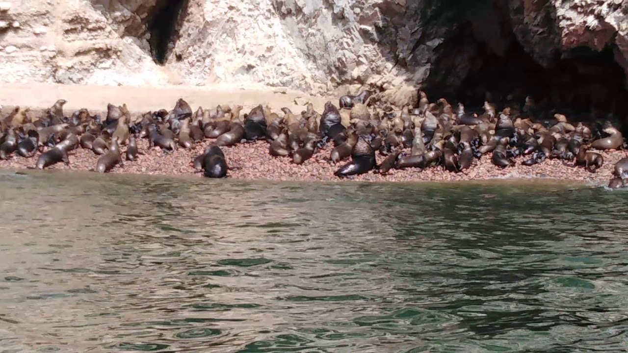 Paracas lobos de mar ¡hermoso! - YouTube