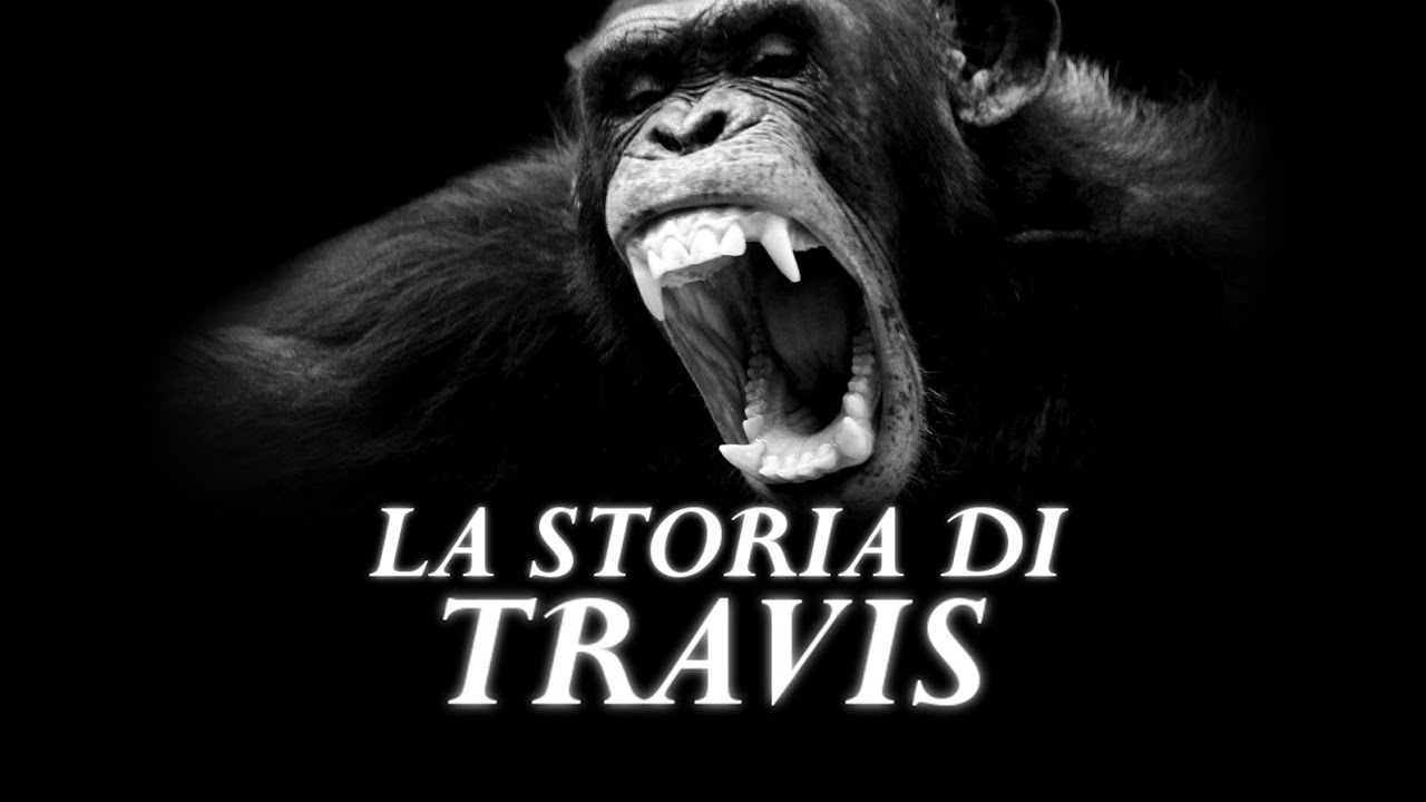 La Storia di Travis, lo Scimpanzé Assassino - YouTube