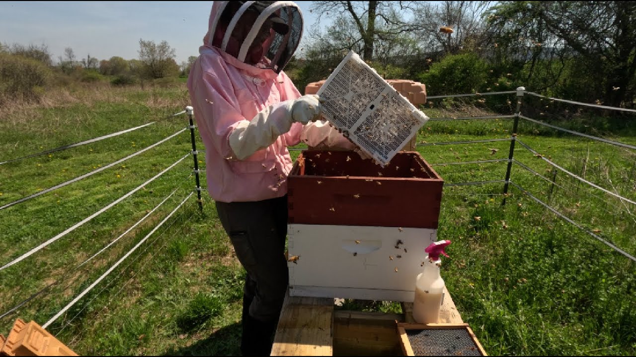 Installing Our Bee Package! - YouTube