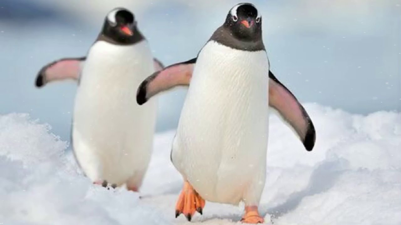 Penguin, Plop Plop - YouTube