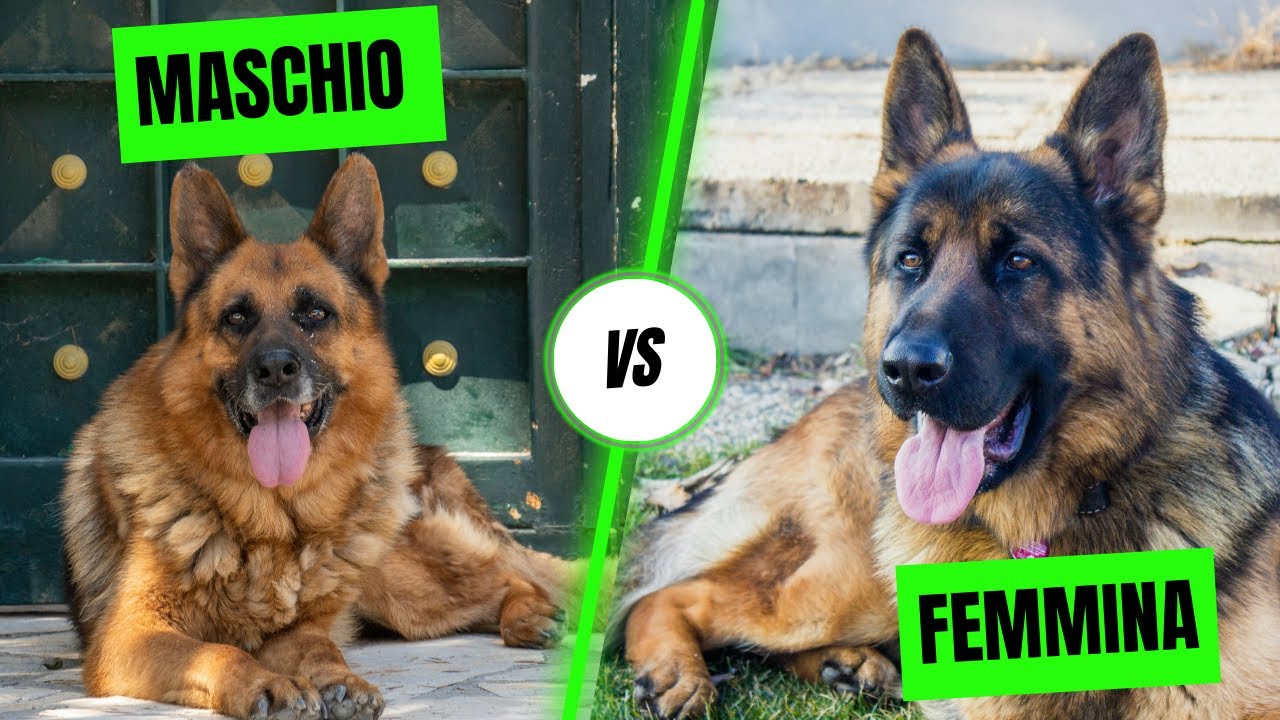Pastore Tedesco Maschio o Femmina? Scopri le Differenze! - YouTube