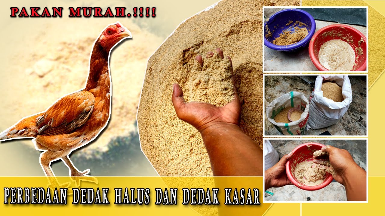 NAH INI DIA...!!!!! PERBEDAAN DEDAK KASAR DAN DEDAK HALUS UNTUK PAKAN ...