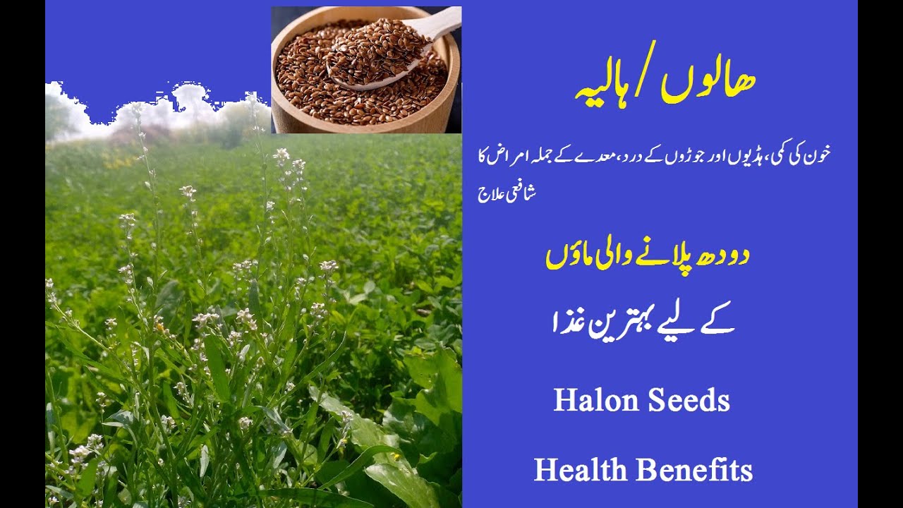 Halon ke fayde || Halon seeds health benefits || Halim || ھالوں کے ...