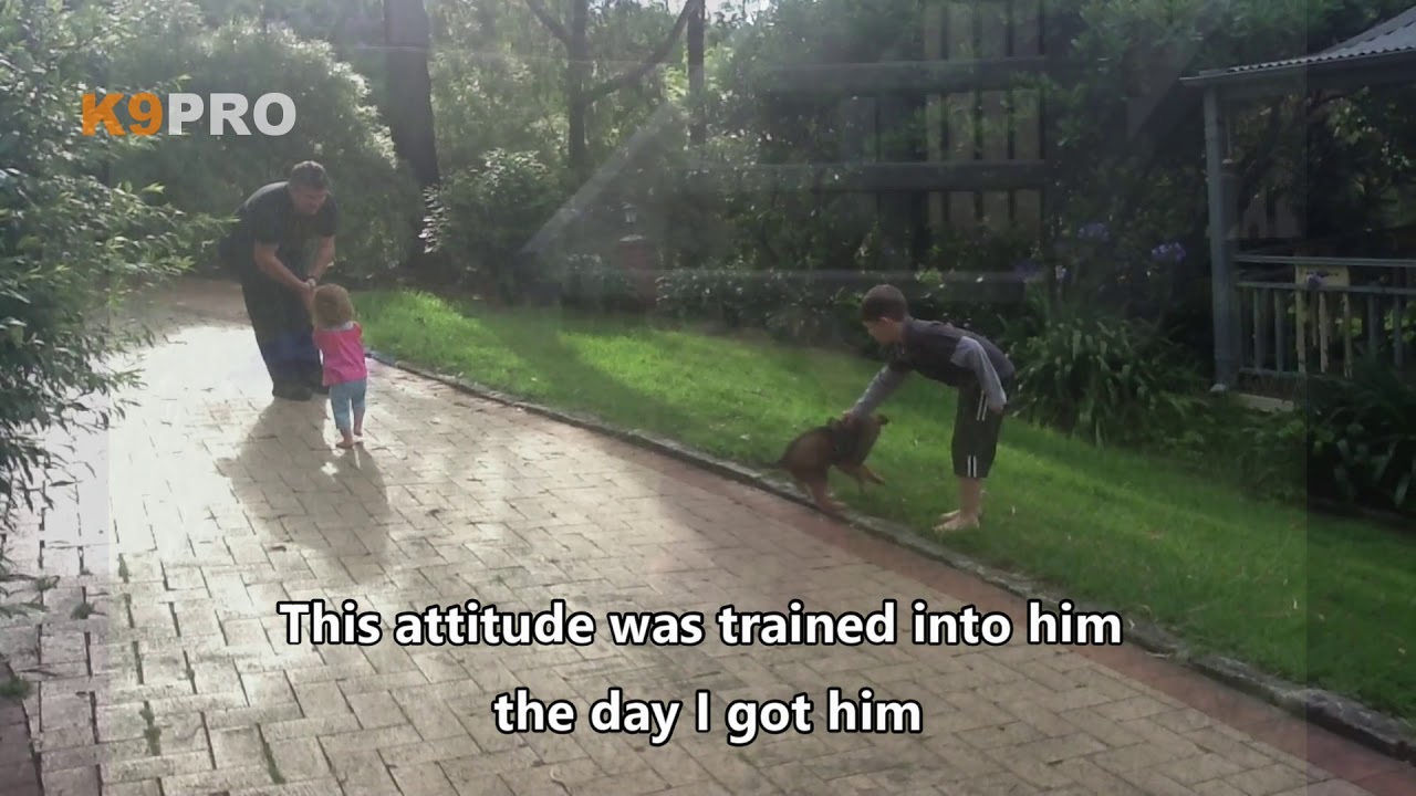 Total Recall - Training your dog to come when called - YouTube