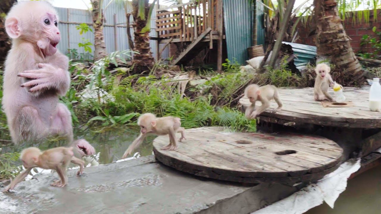 MONKEY WAWA so SCARE, why He Runway from the milk bottle, building Wawa ...