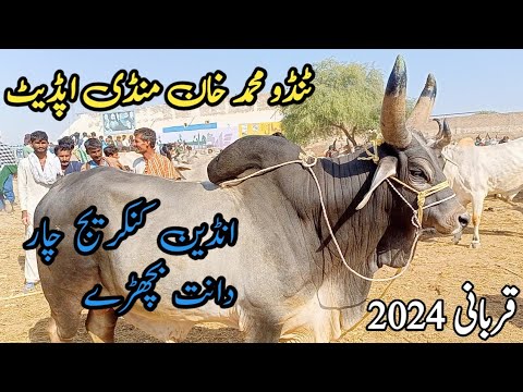 indian kankrej king bull | Sindhi Cattle Market | Tando Muhammad Khan ...