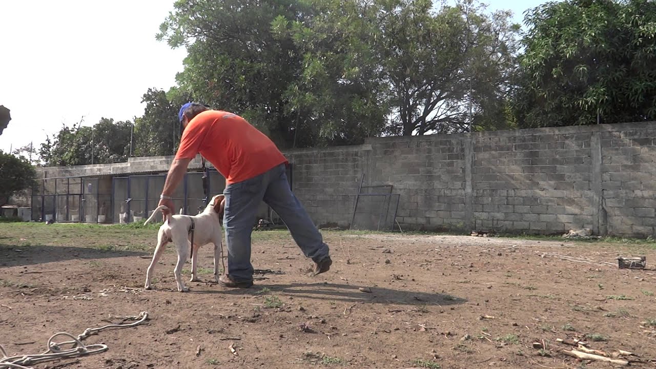 hummer whoa training (pointer elhew) - YouTube