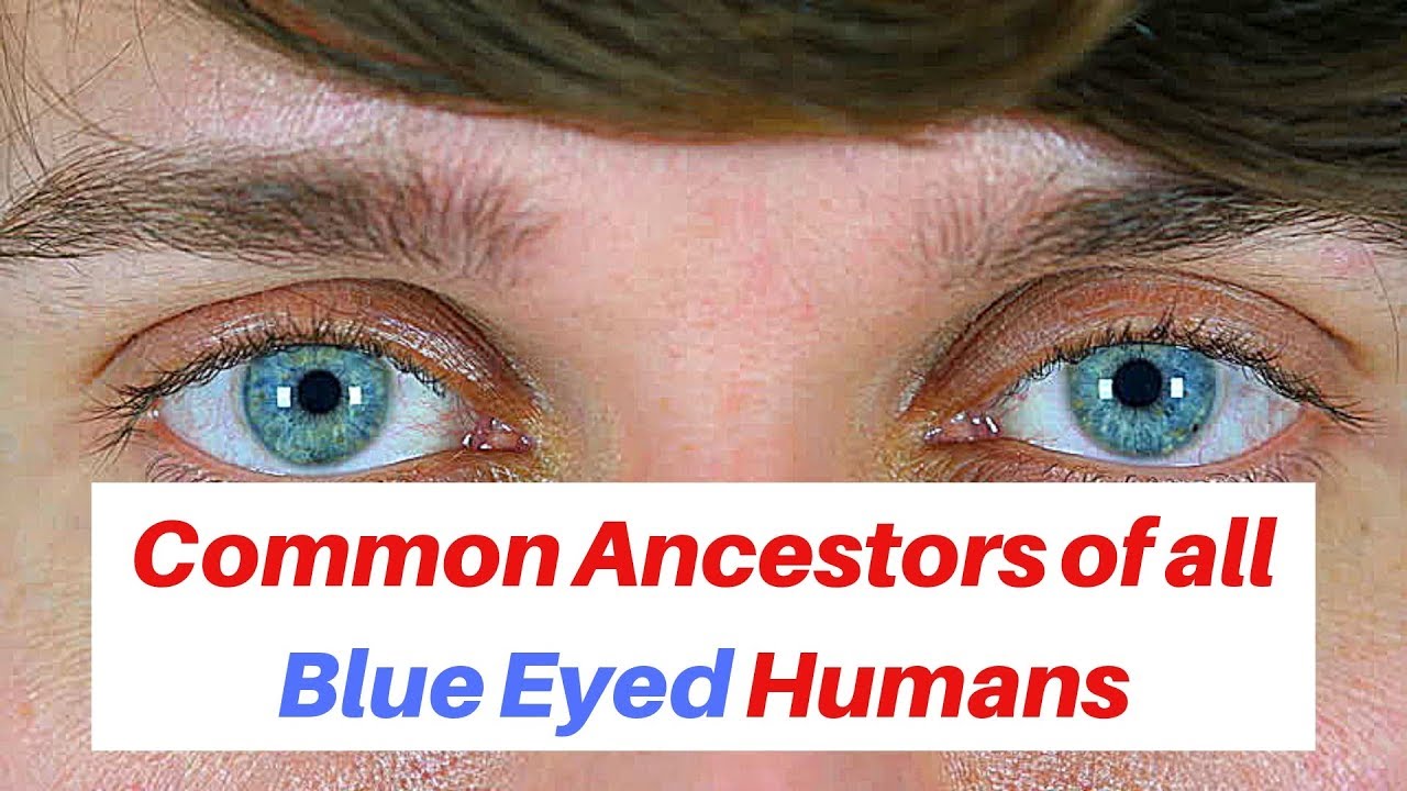 Common Ancestors of all Blue Eyed Humans - YouTube