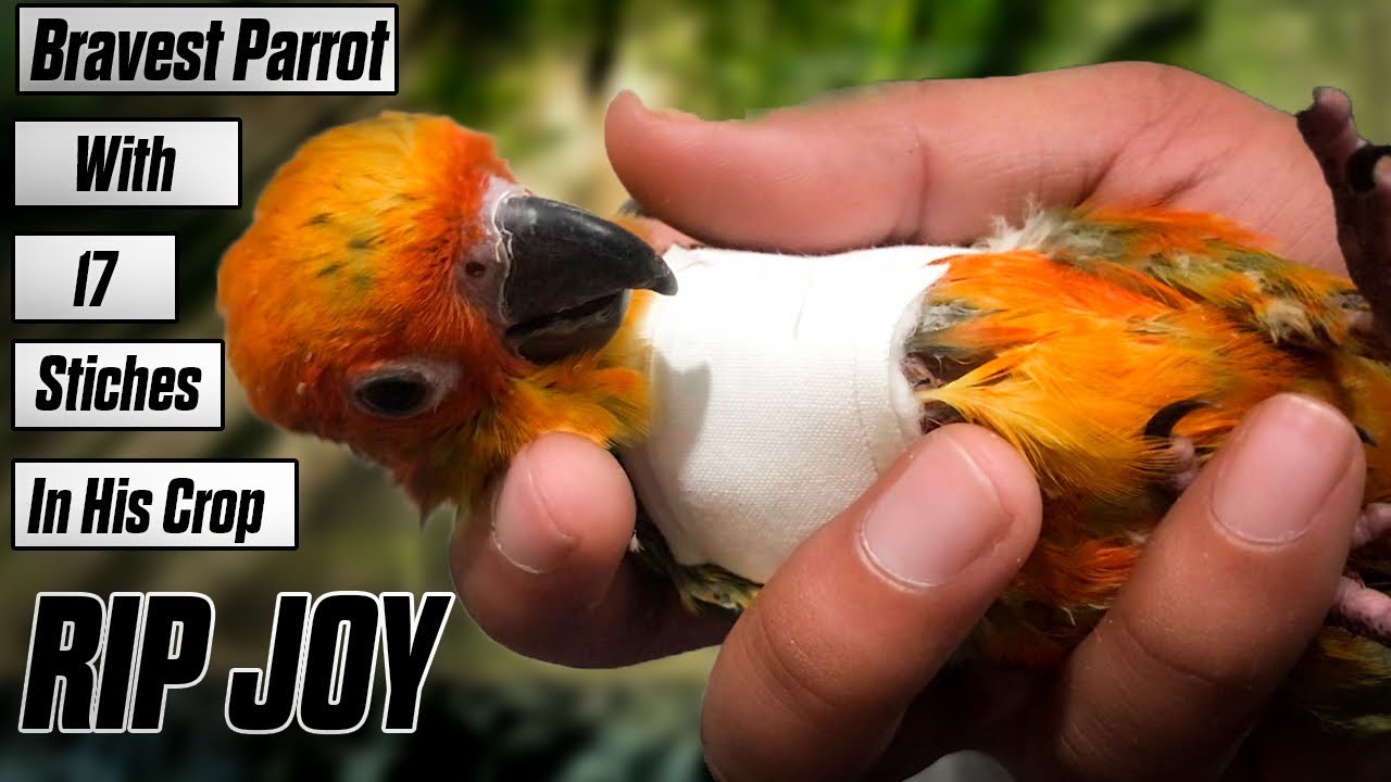 Bravest Parrot having 17 stiches in his crop | RIP Joy💔 - YouTube