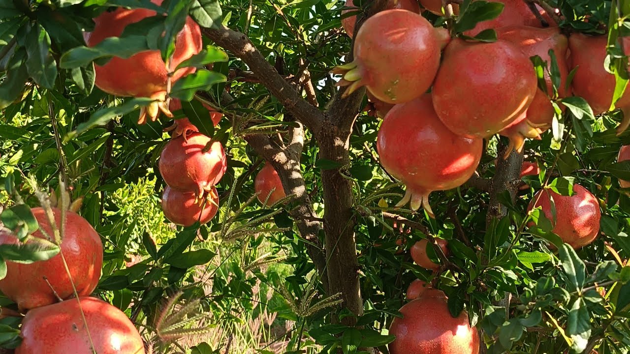 Narayana is live harvesting dhanimma kayalu, dhanimma kayala thota erra ...