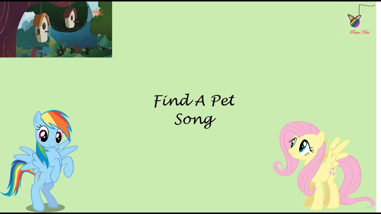 Find A Pet Song | Lyrics - YouTube