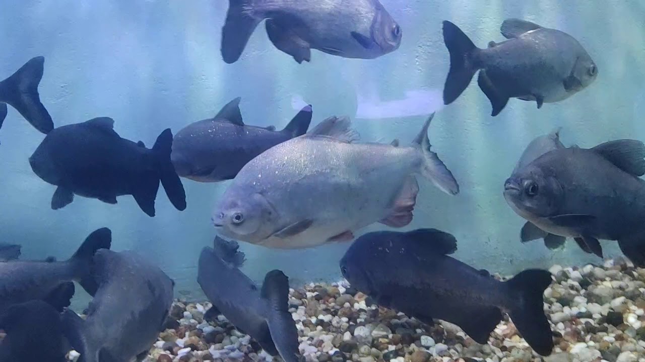 Goa Abyss Marine Fish Aquarium - YouTube