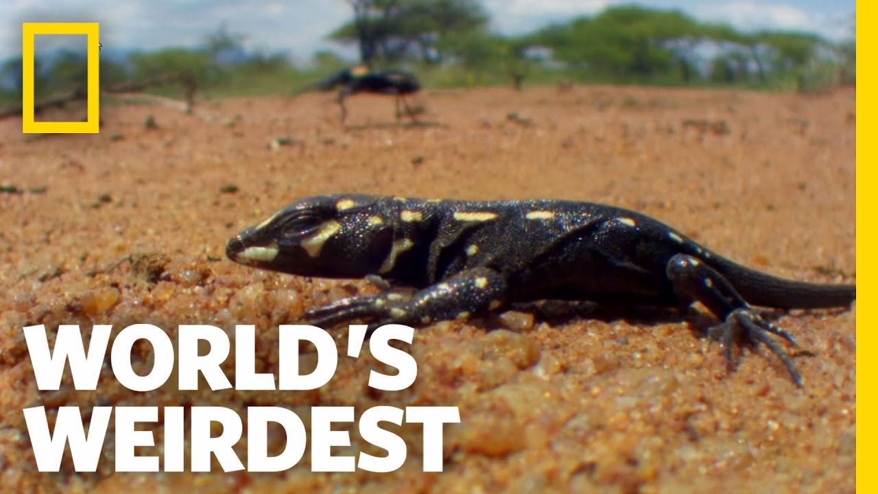 Lizard Mimics Spitting Beetle | World's Weirdest - YouTube