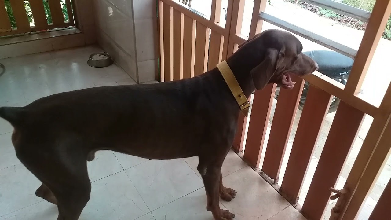 Doberman barking - YouTube