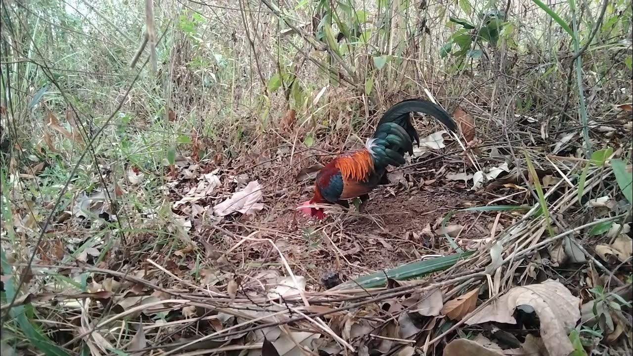 saib qaib dib nawb21/04/2023. - YouTube