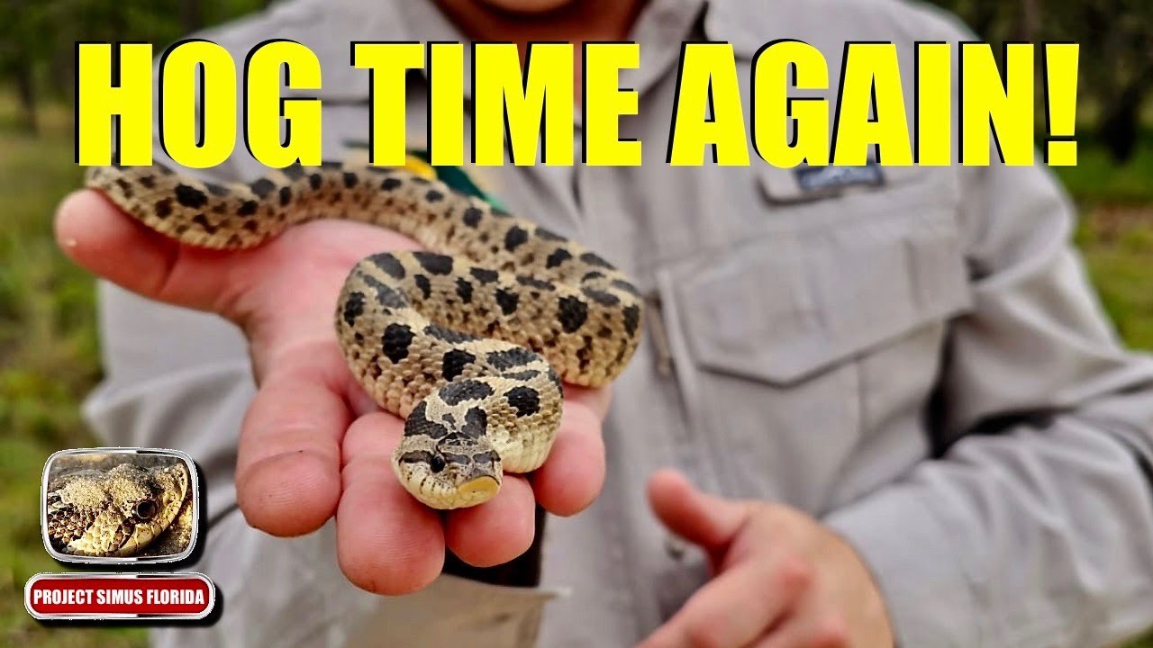 HOG TIME AGAIN! - YouTube