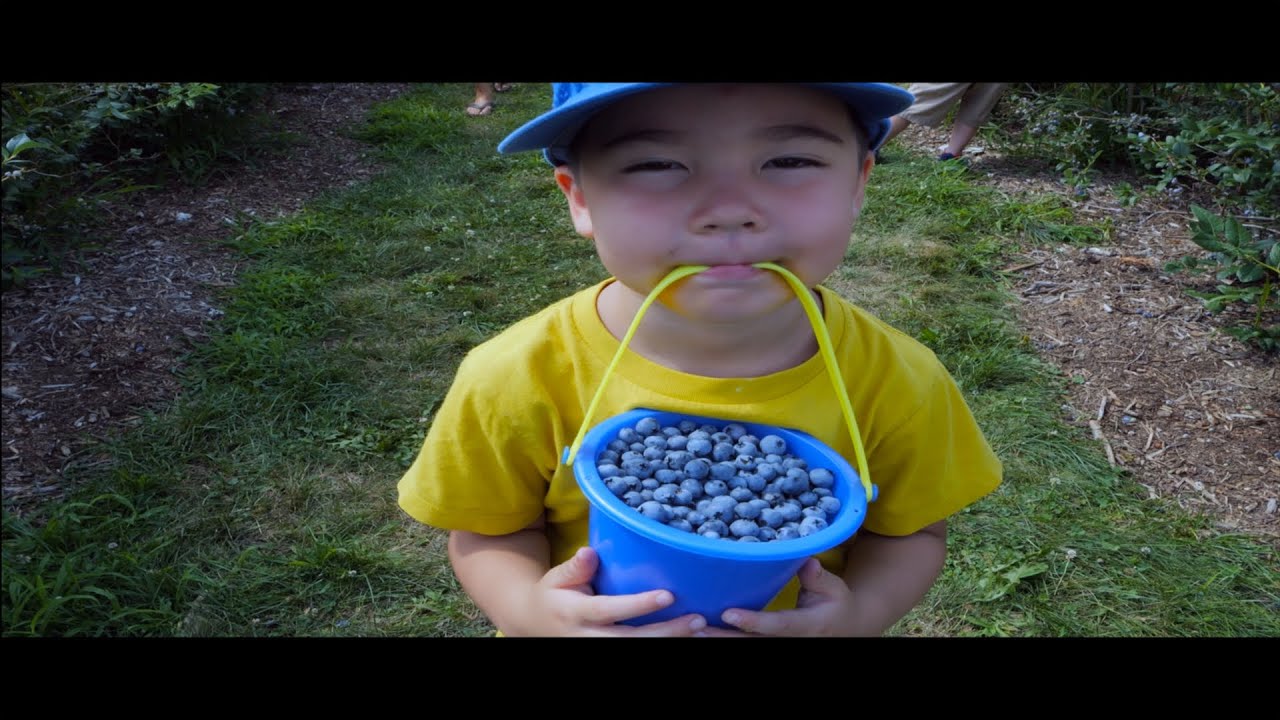 Blueberry Picking at McCann Berry Farm - YouTube