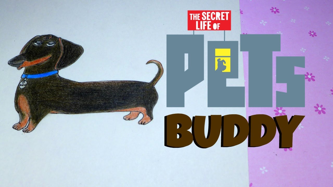 How to Draw Buddy from The Secret Life of Pets Movie 2016 Colored ...