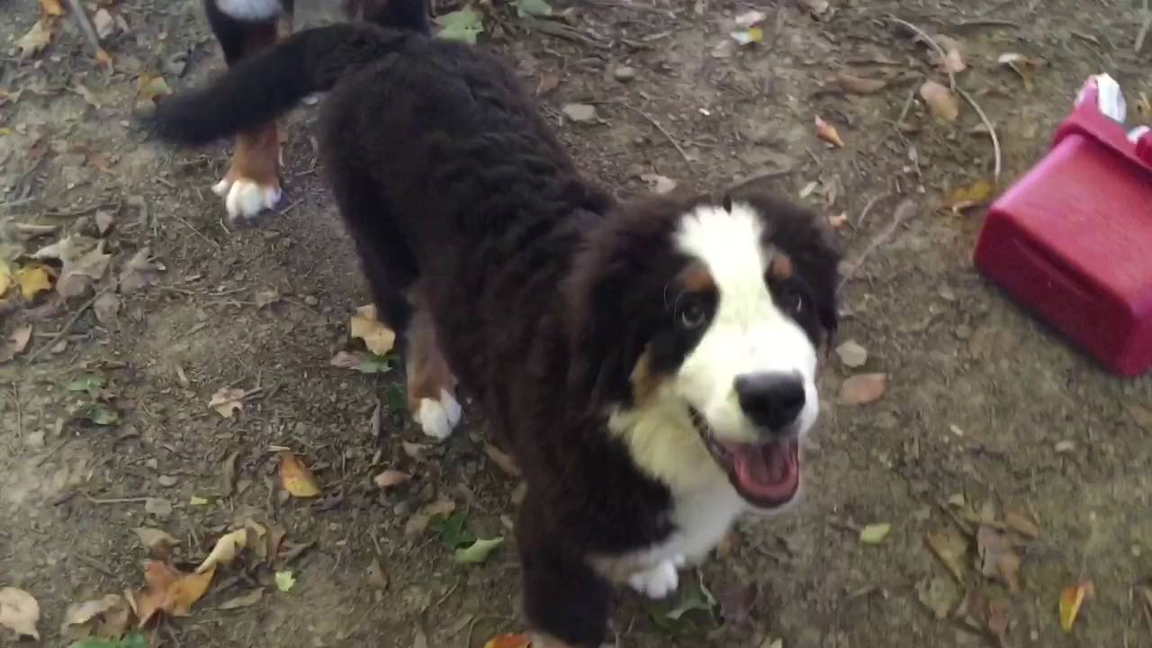 The Berner Bunch- Fall Fiesty-ness! 2016 - YouTube