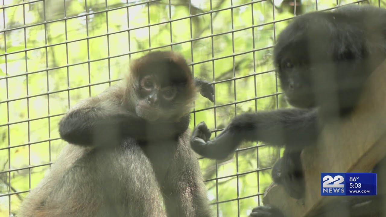 Forest Park Zoo uses popsicles to cool animals in the heat - YouTube
