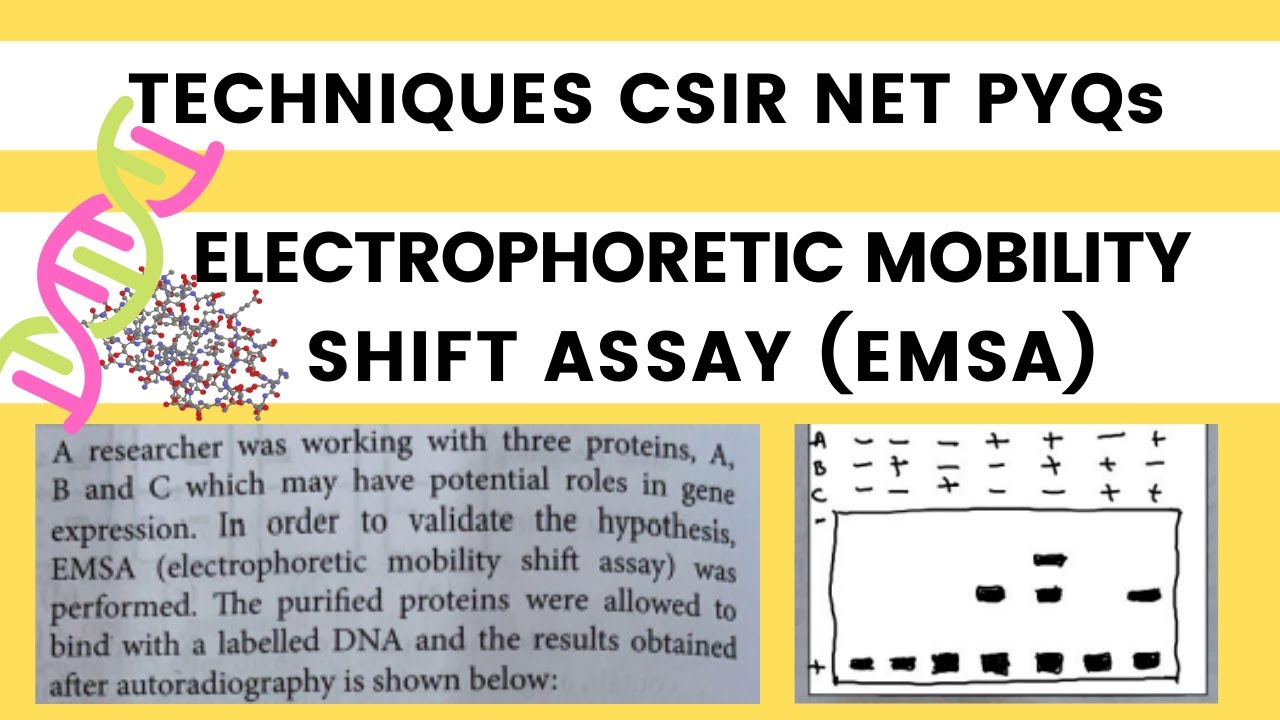 Electrophoretic Mobility Shift assay| EMSA technique|EMSA|PYQs CSIR NET ...