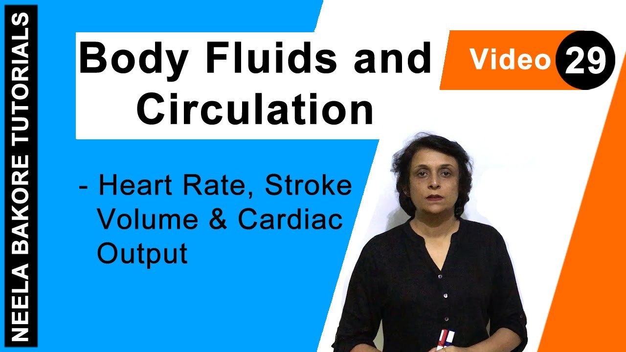 Body Fluids and Circulation | NEET | Heart Rate, Stroke Volume ...