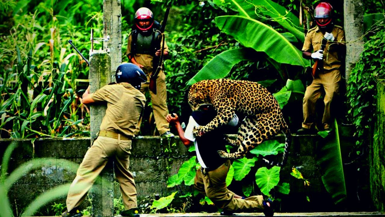 Leopard Attacks Humans - Leopard Kills Man - YouTube