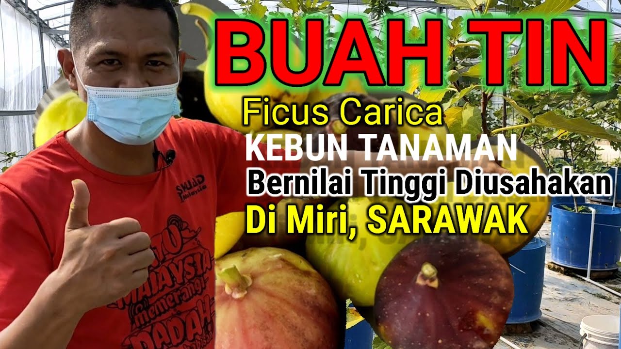 VLOG 35 - "BUAH SYURGA" Buah Tin@ Ficus Carica, Kebun Kualiti Tinggi di ...