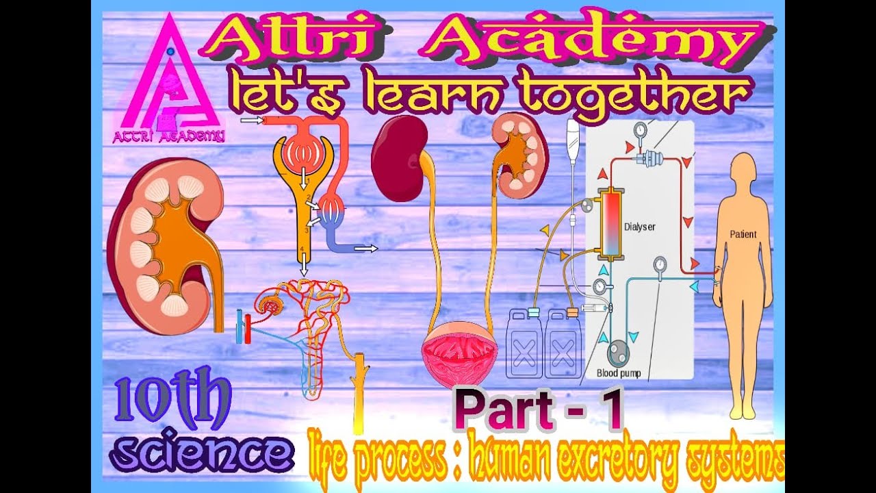 Ncert Or Cbse 10th Science Human Excretory System Or Excretion In Human 9594