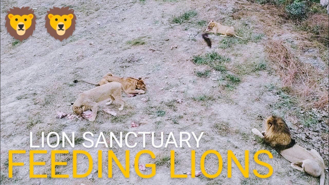 Feeding Time in Lion Sanctuary | Lions Feeding | Lions Best Video ...