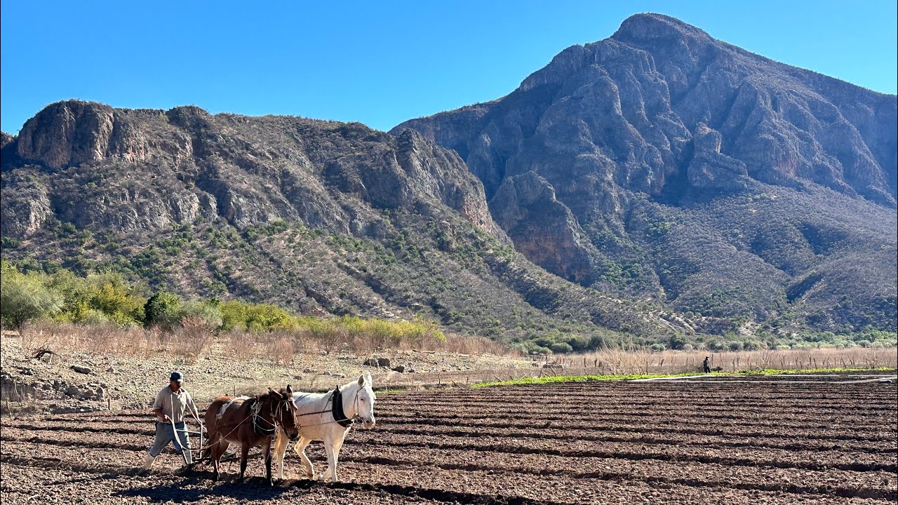 Arando la tierra con arado mula y macho en San Pedro de la Cueva para ...