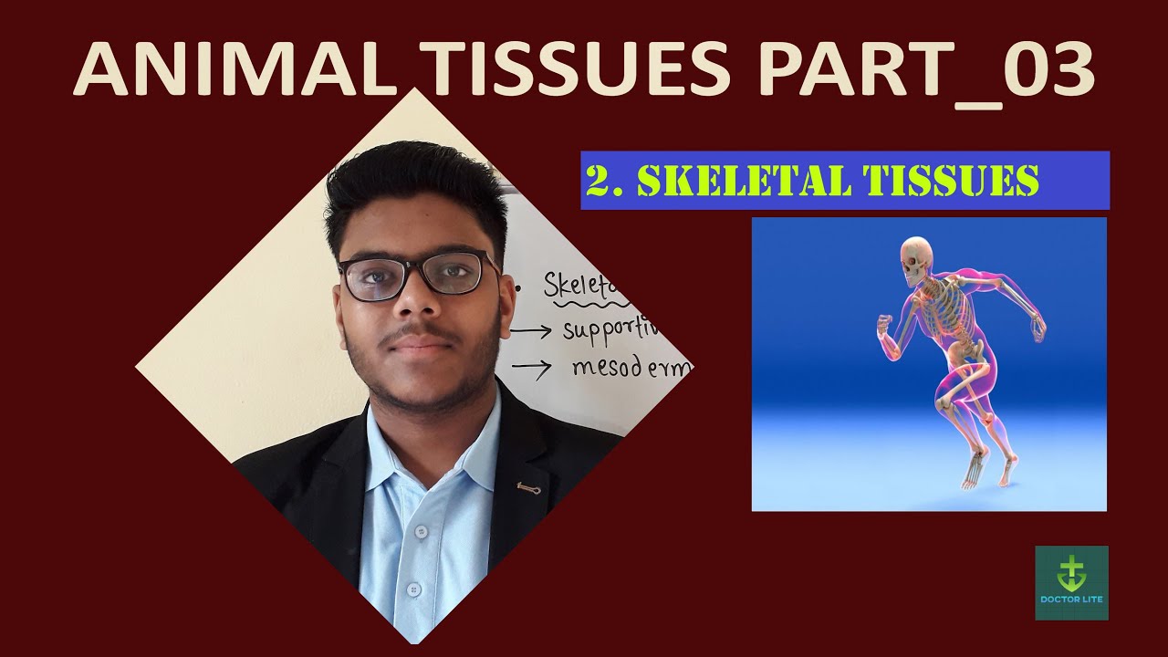 ANIMAL TISSUES_PART-03 || CONNECTIVE TISSUES || SKELETAL TISSUES ...