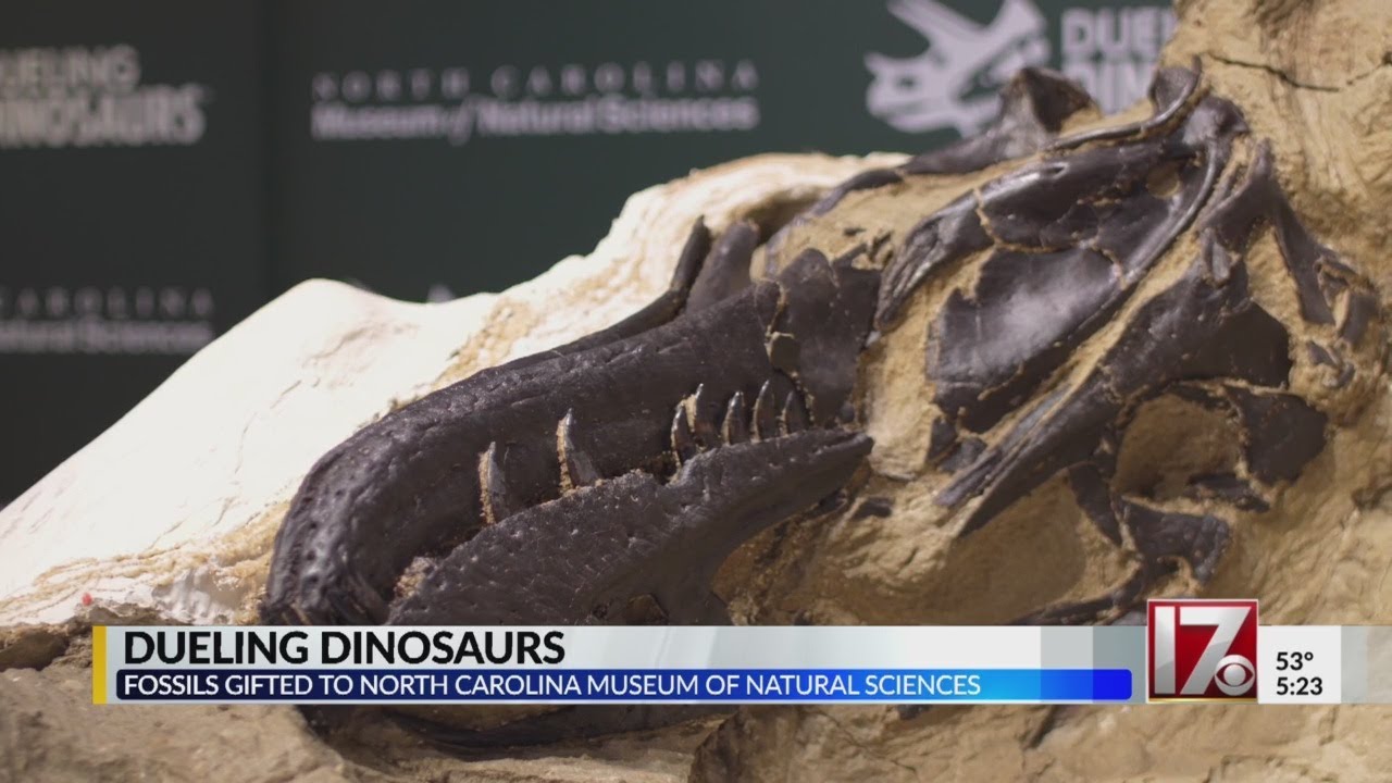'Dueling Dinosaurs' gifted to North Carolina Museum of Natural Sciences ...