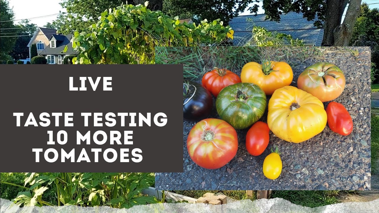 ***LIVE*** Taste Testing Another 10 Tomatoes Fresh from the Garden ...