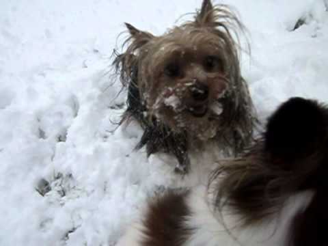 Papillons, Yorkshire Terrier and Snow - YouTube