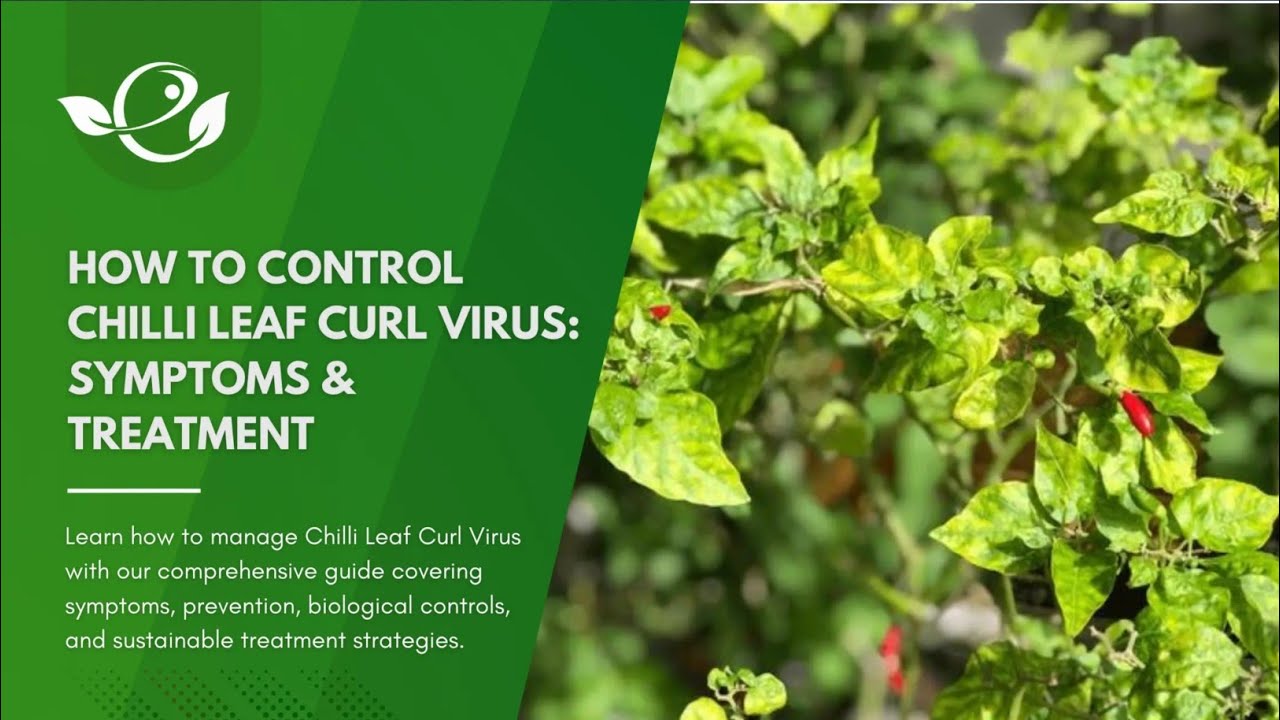 Leaf curl diseases on chilli plant|| what is leaf curl and how to ...