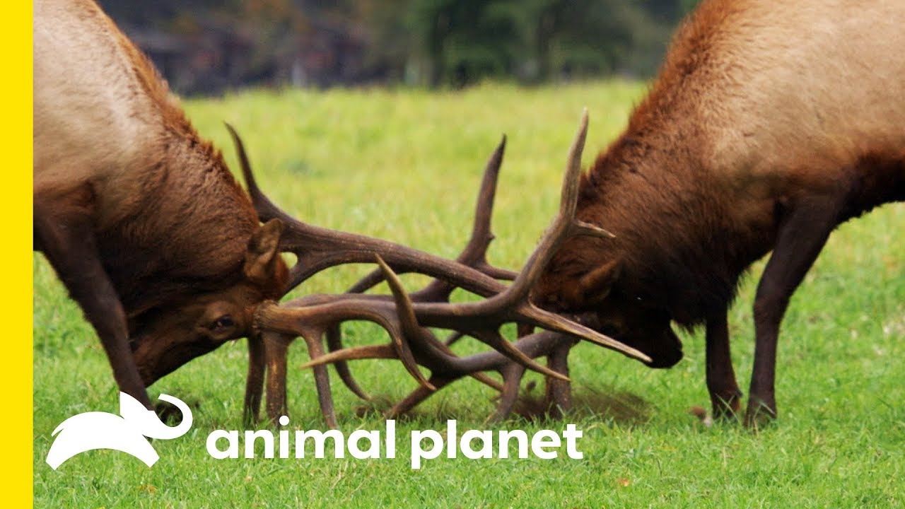 Strutting and Rutting: Rituals in the Animal Kingdom | Animal Bites ...