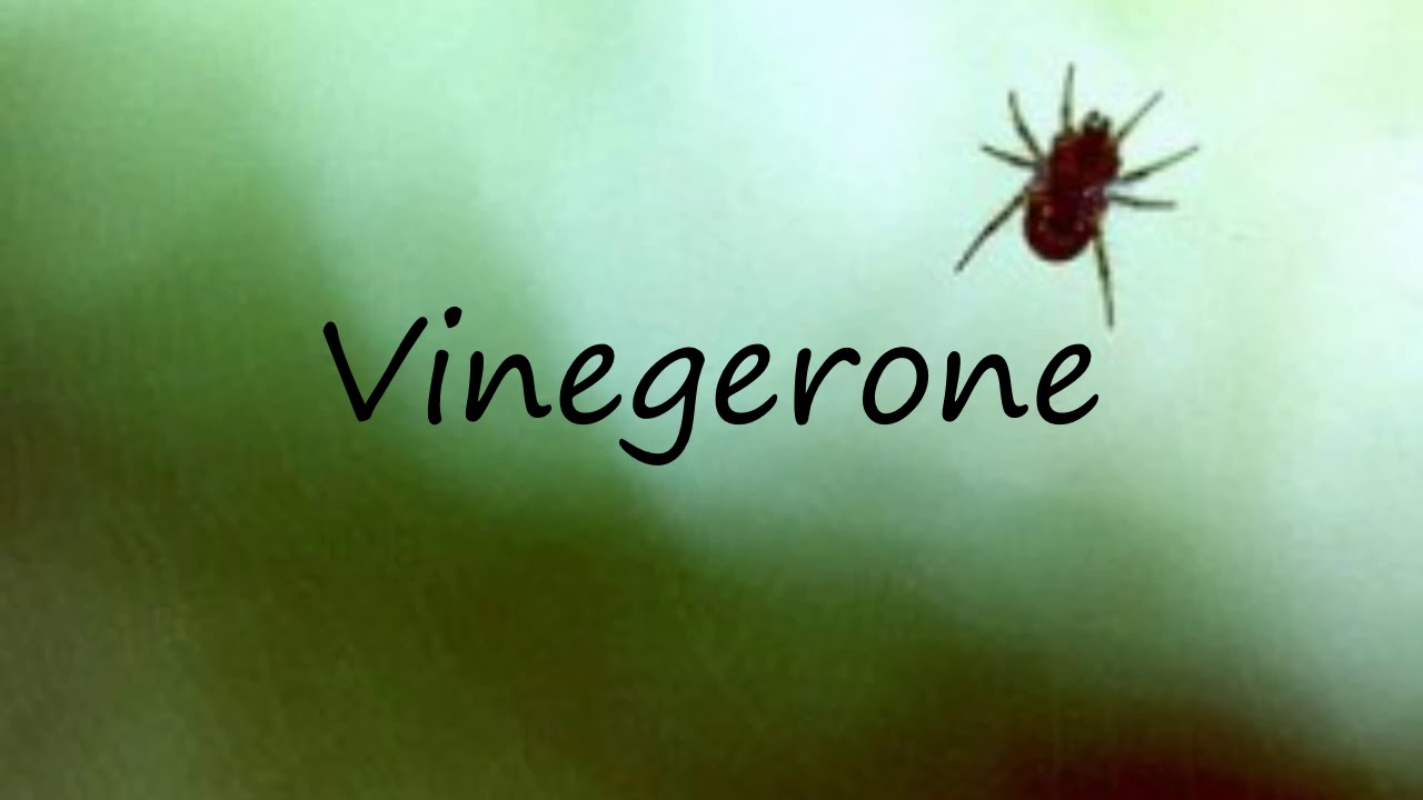 How to Pronounce Vinegerone? - YouTube