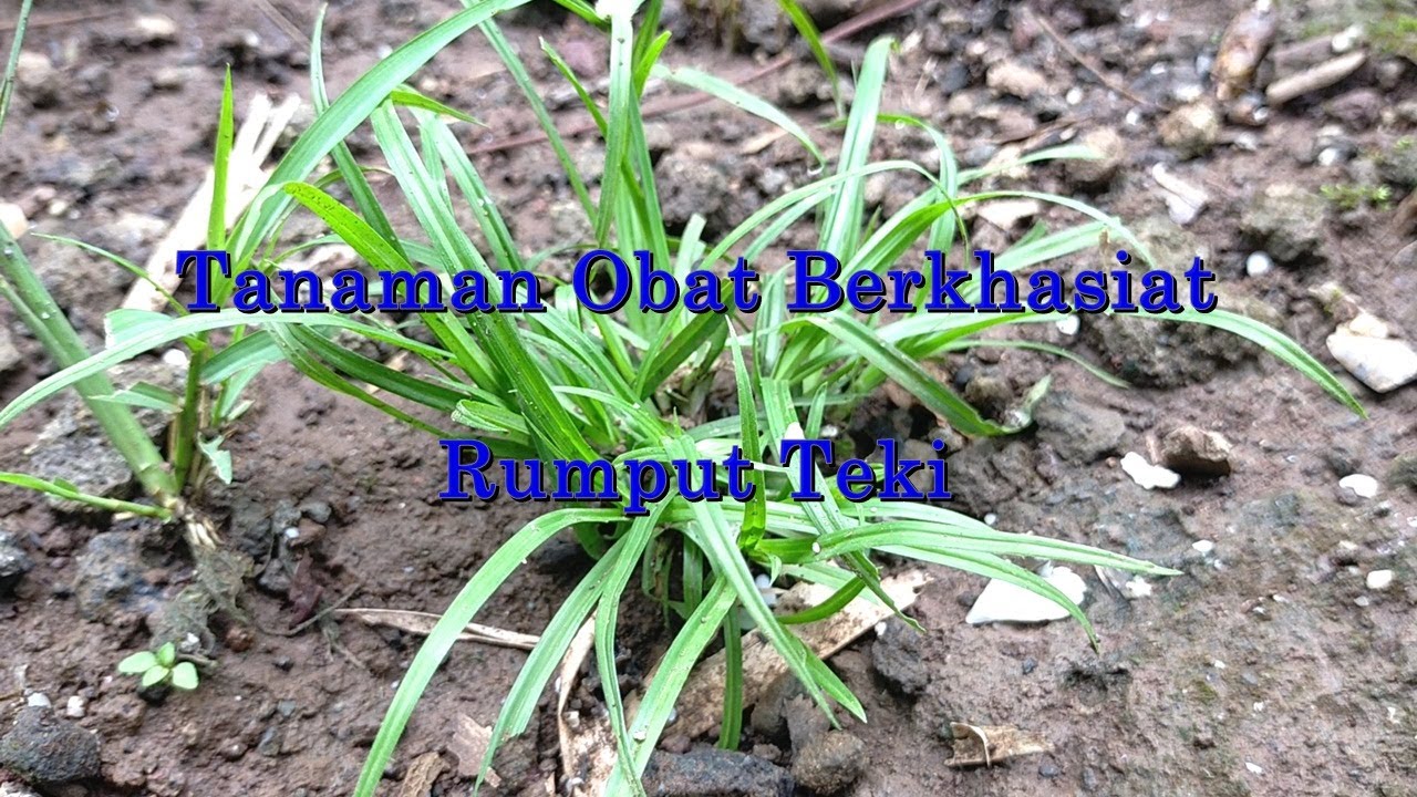 Tanaman Rumput Teki - YouTube
