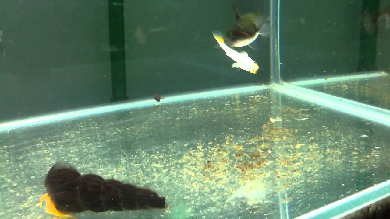 Gulper Catfish Asterophysus batrachus ปลาดุกปากกว้างกินปลาสอด - YouTube