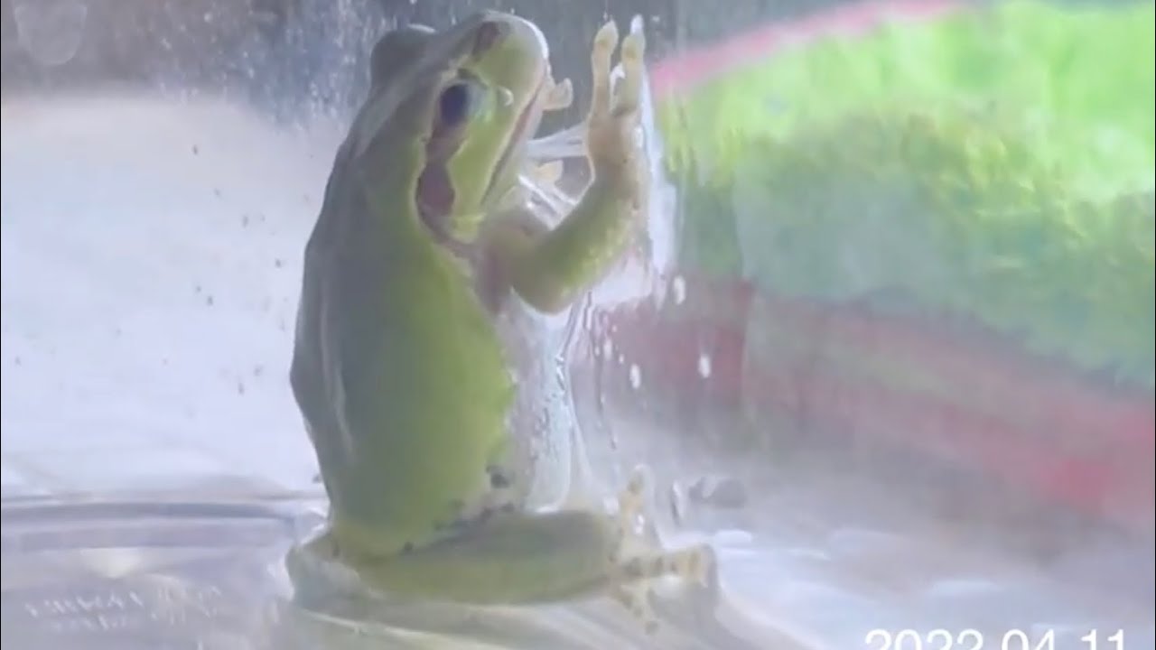 ニホンアマガエルの脱皮〜Japanese tree frog molting.〜 - YouTube