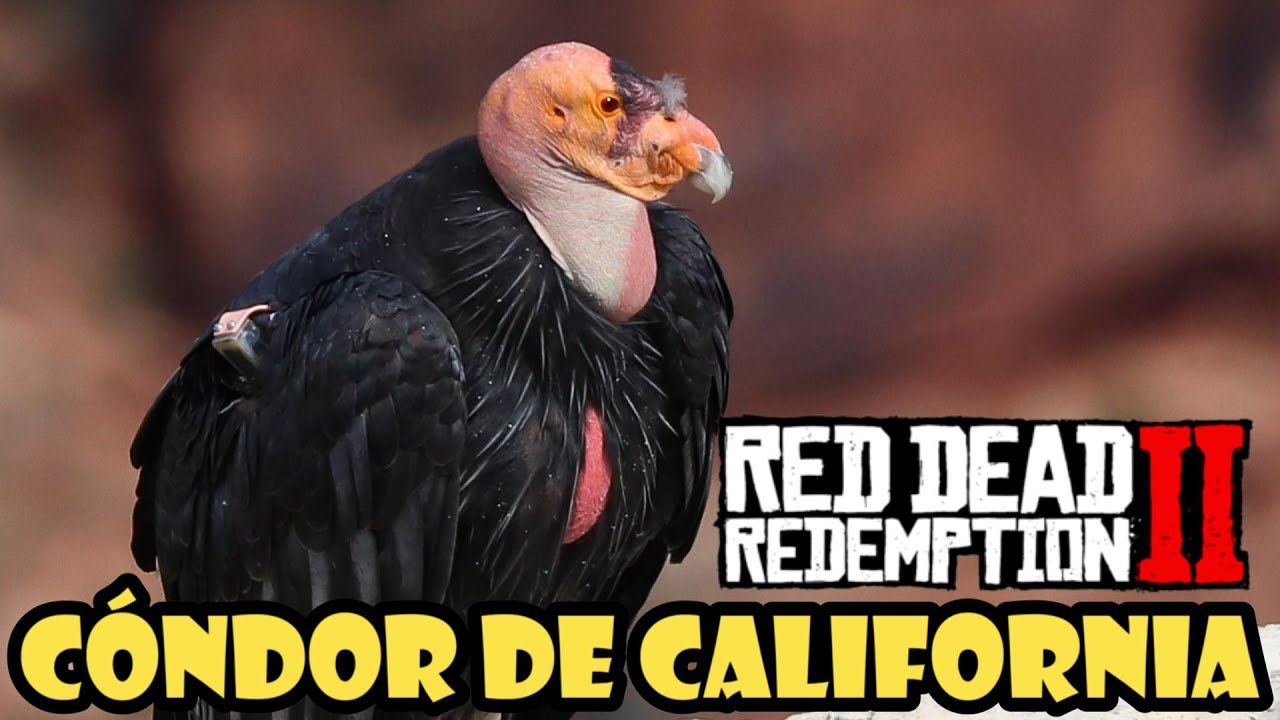 Donde encontrar el CÓNDOR DE CALIFORNIA en Red Dead Redemption 2 ️ ...