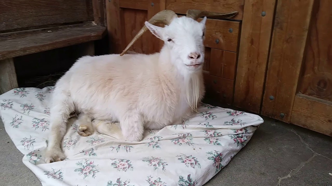 Goat Listening to Christmas Music at San Francisco Zoo - YouTube