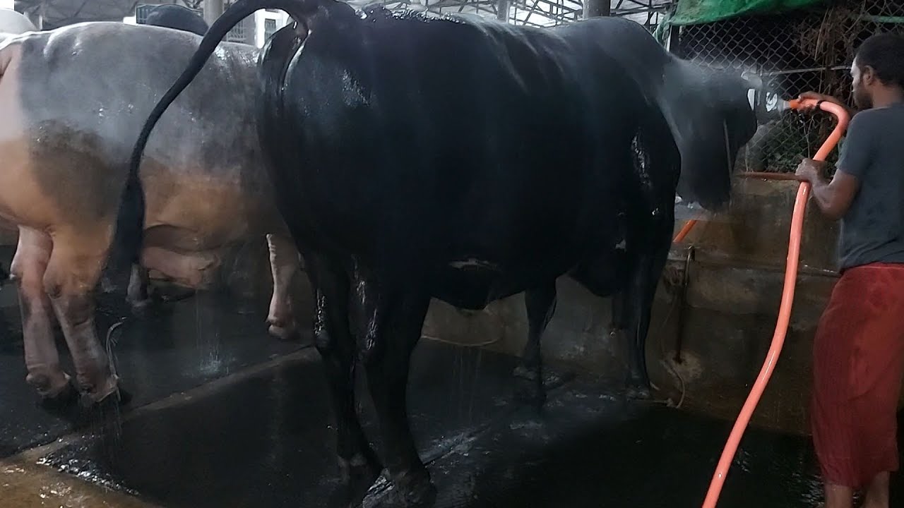 Heavyweight Cow Bath Video Part-8 | Biggest Cow Farm | Biggest Cow Bath ...