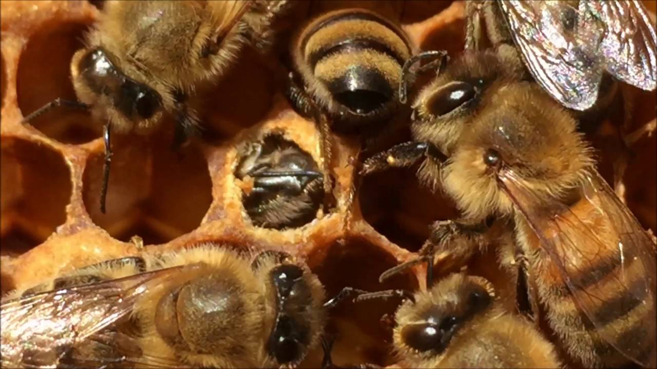 Queen bee split and emergence - YouTube